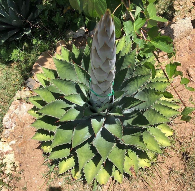 Los Magueyes del Mezcal – MEZCALEANDO